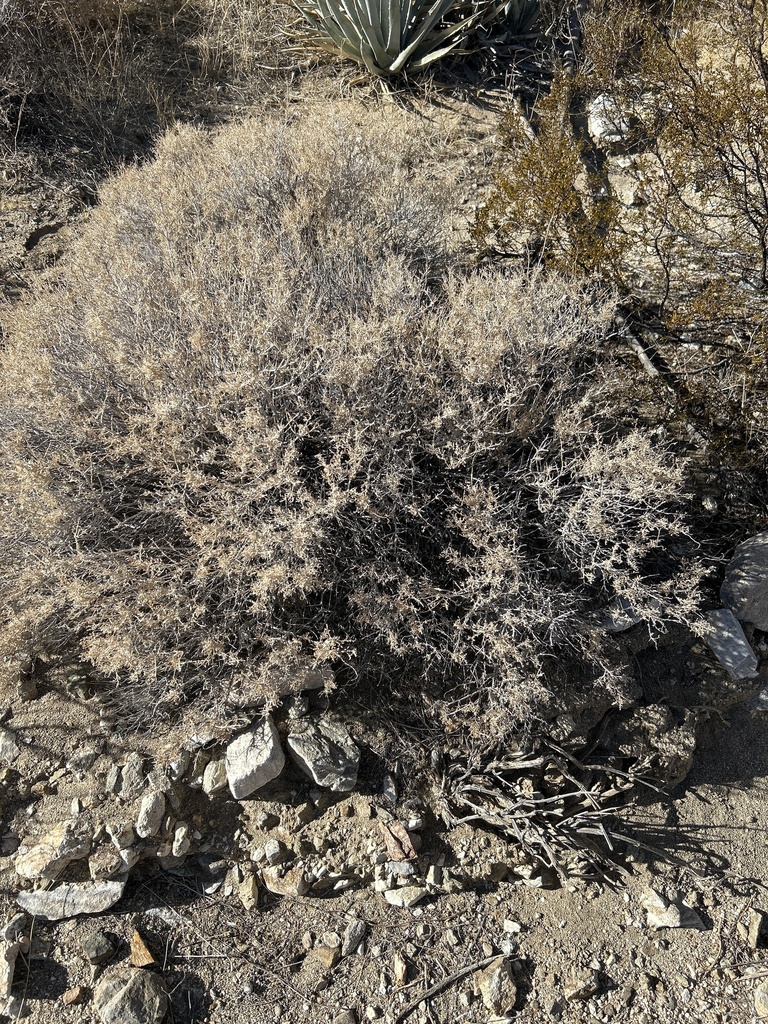 Burrobush from Riverside County, US-CA, US on December 4, 2024 at 11:20 ...