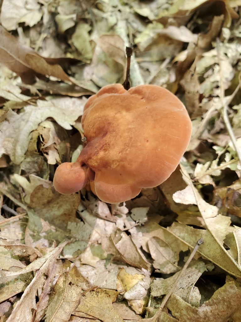 Weeping Milk Cap from Washington Township, IN, USA on July 19, 2019 at ...