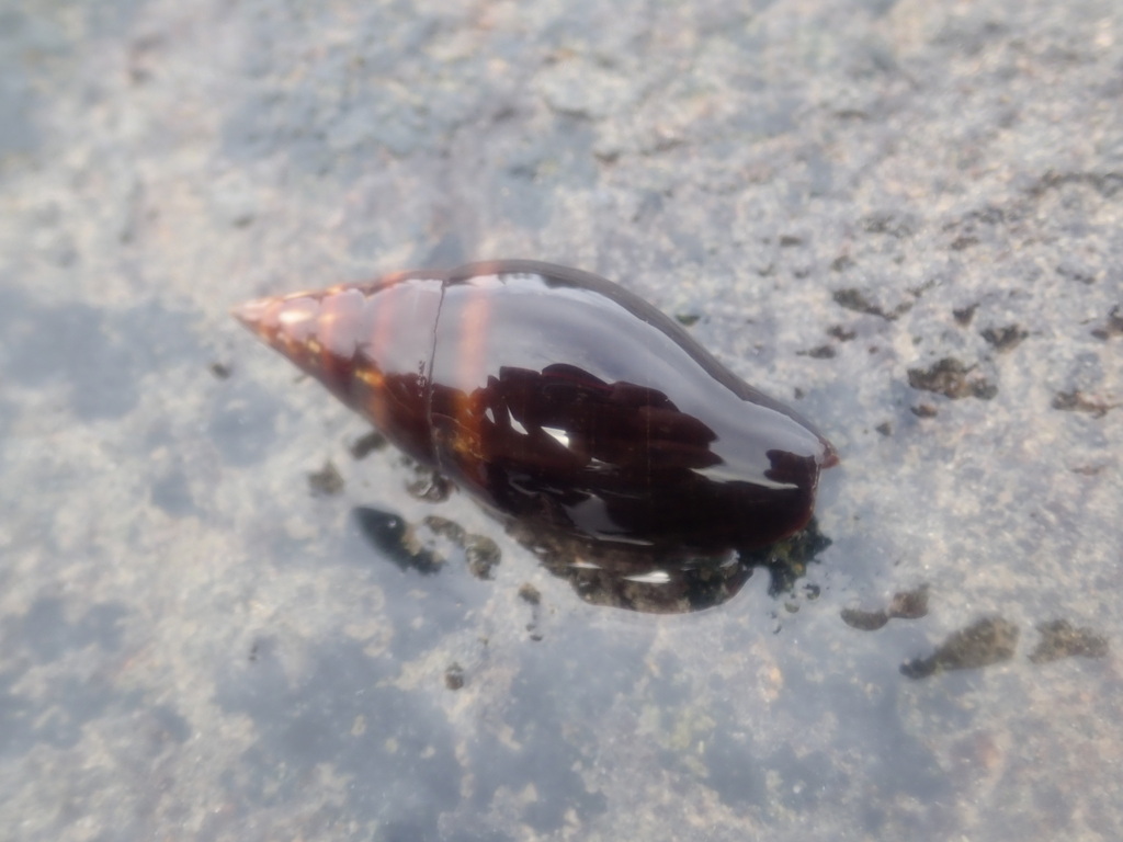 Strigatella scutulata from Sunshine Coast QLD, Australia on December 4, 2024 at 02:20 PM by ...