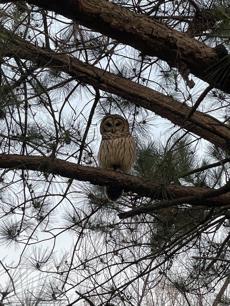 Barred Owl from Atlanta Botanical Garden, Atlanta, GA, US on March 12 ...
