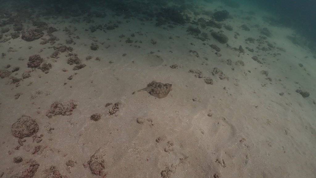 Bullseye Round Stingray from Océano Pacífico, MX on December 4, 2024 at ...