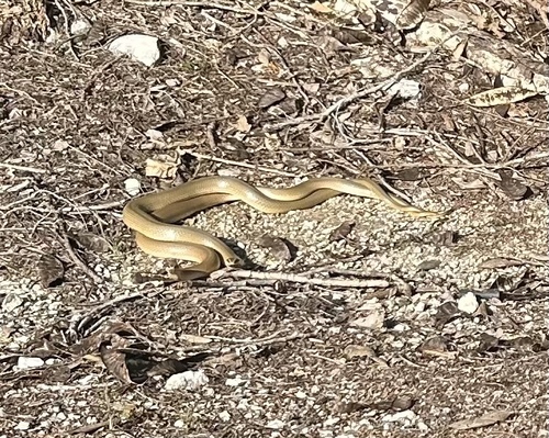 Road Guarder (Conophis lineatus) - Snakes and Lizards