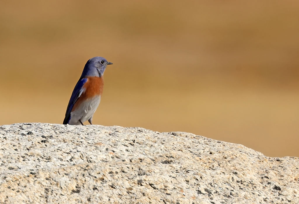 Western Bluebird from Beals Point Recreation Area, Beals Point, Granite ...