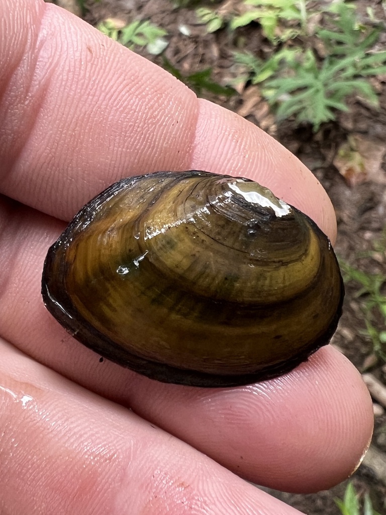 Tennessee Pigtoe from Meridianville Bottom Rd, Huntsville, AL, US on ...