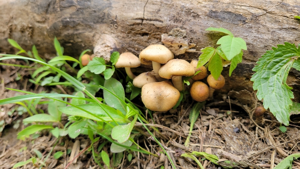 Psychedelic Ovoid Mushroom in April 2024 by George Pushkal · iNaturalist