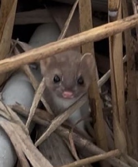 Short-tailed Weasel from Wapalanne Rd, Sandyston, NJ, US on December 4 ...