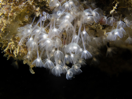 Phoronis hippocrepia · iNaturalist United Kingdom