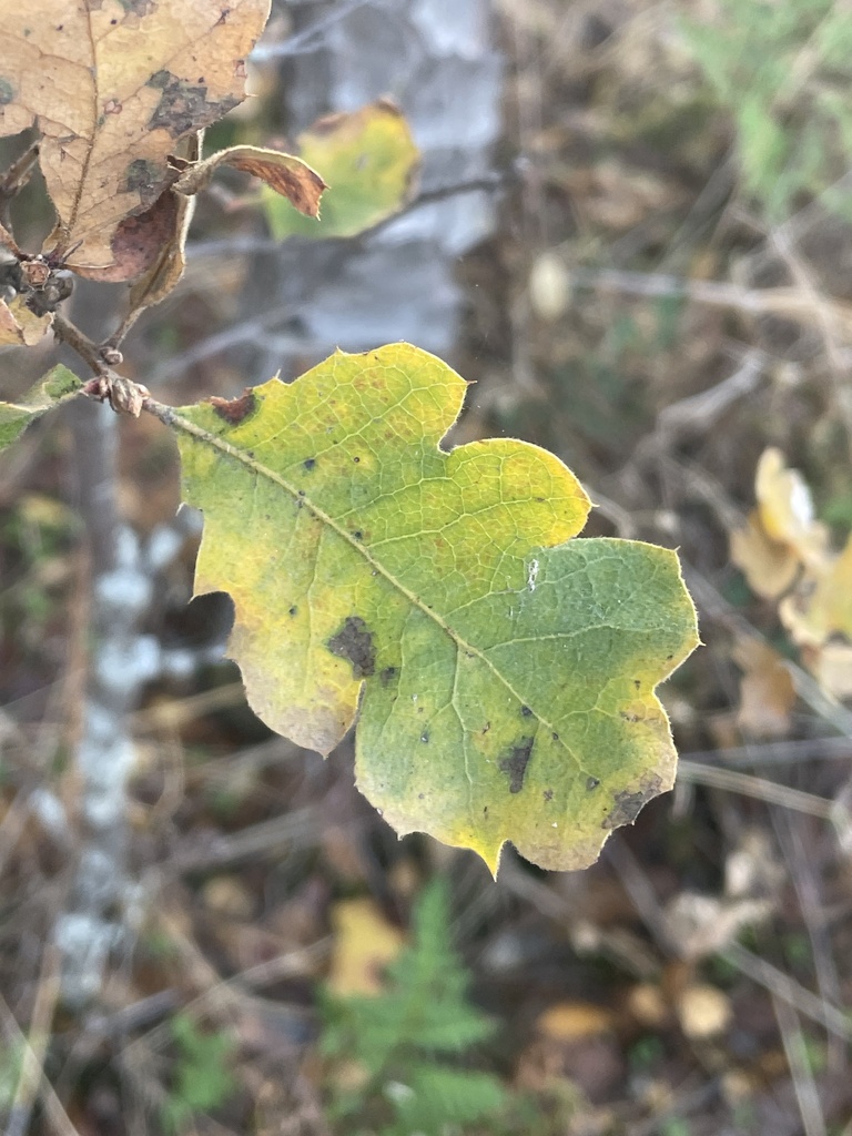 Jolon Oak from San Joaquin River Trail, Clovis, CA, US on December 4 ...