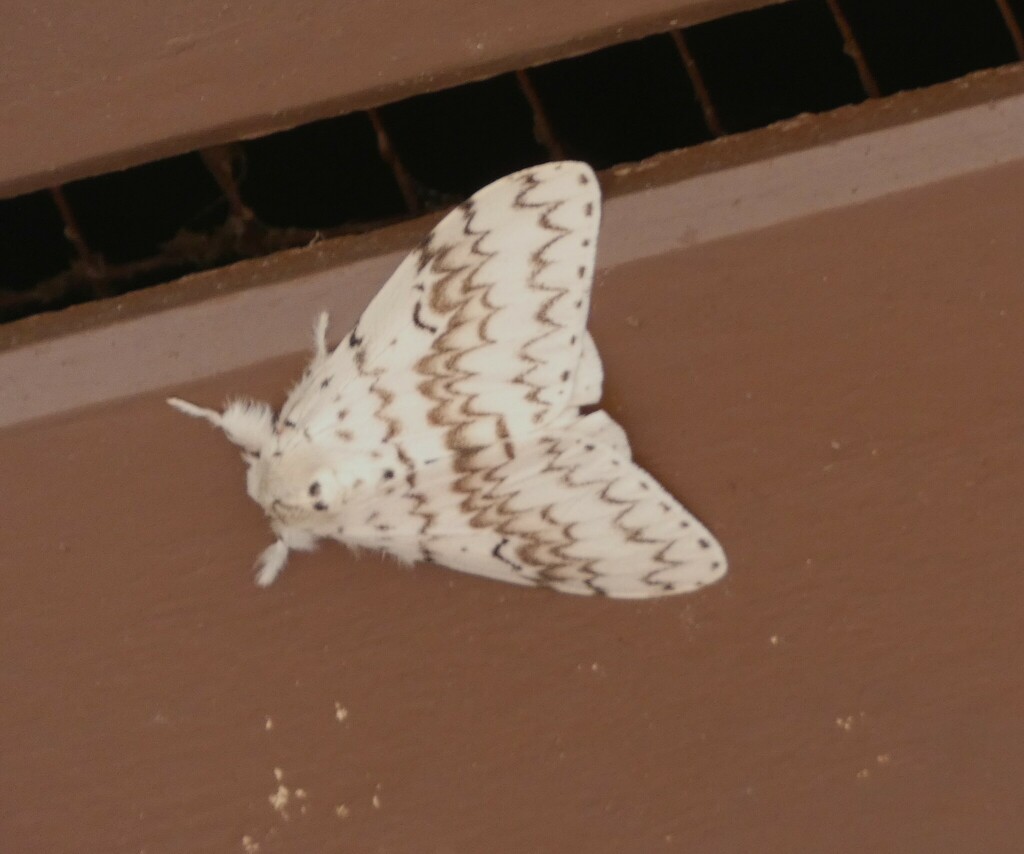 Lymantria brotea lepcha from Nam Nao, Nam Nao District, Phetchabun ...