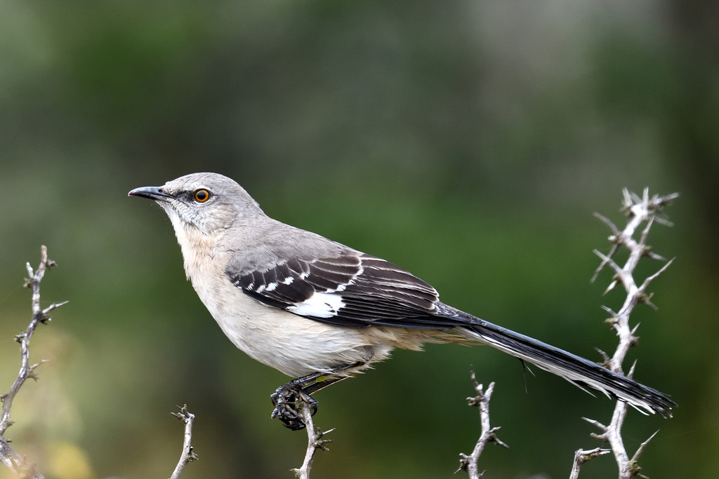 Northern Mockingbird from Bustamante, N.L., México on December 4, 2024 ...