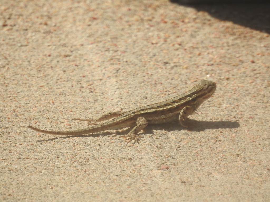Prairie Lizard from Stafford County, KS, USA on October 8, 2024 at 01: ...