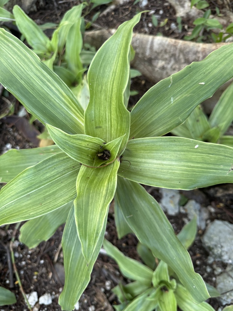 False Bromeliad Plant from Matanzas, CU on November 19, 2024 at 04:35 ...