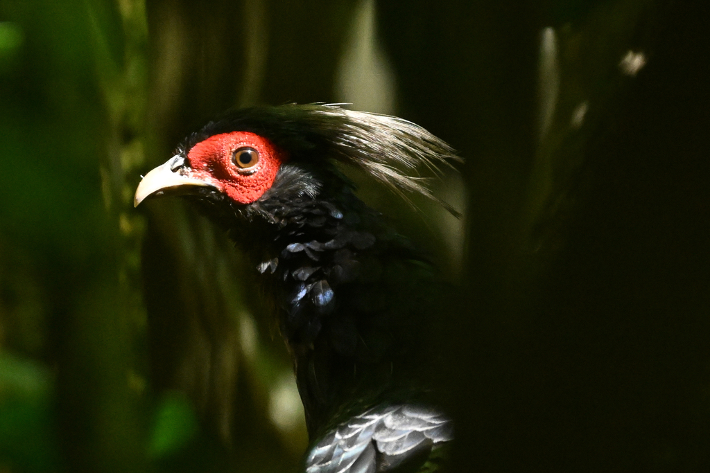 Kalij Pheasant from Hawaii County, HI, USA on October 13, 2024 at 03:33 ...