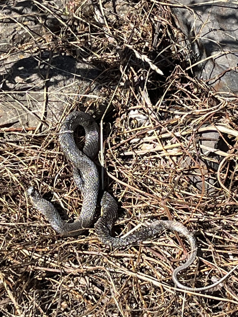 Australian Elapids (inc. Sea Snakes) from Blau Street Park, Bundoora ...