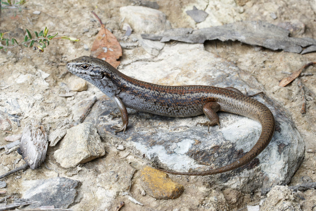 Montane Rock Skink in December 2024 by Owen Lishmund · iNaturalist