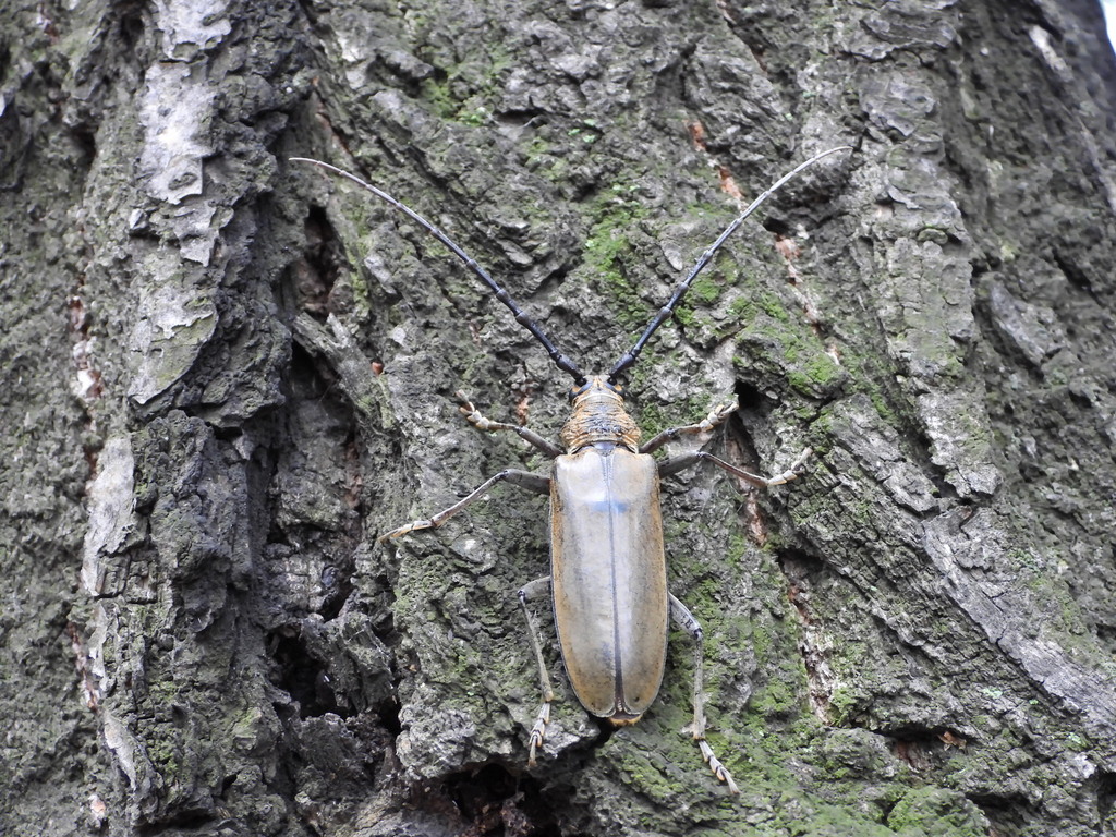 Neocerambyx raddei from 中国北京市密云区 on July 20, 2019 at 04:08 PM by 茶棚 ...