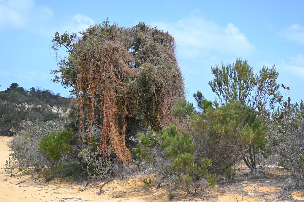 Dodder Laurels from Nambung National Park (Pinnacles) WA 6521 ...