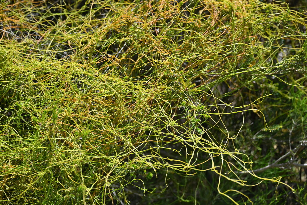 Dodder Laurels from Nambung National Park (Pinnacles) WA 6521 ...