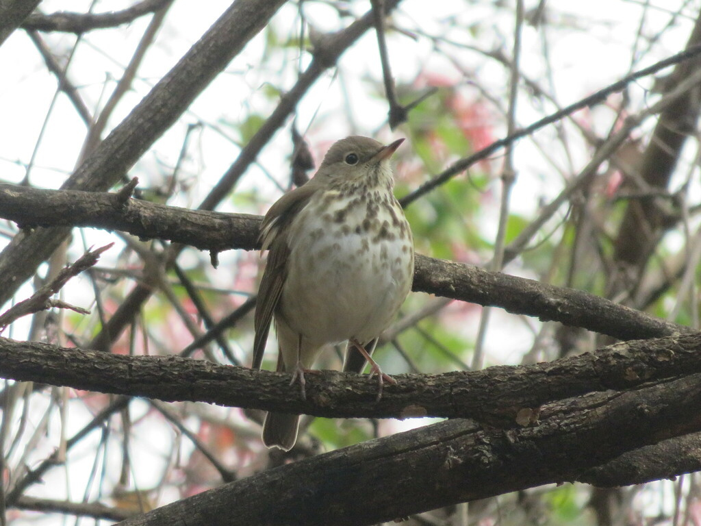 Hermit Thrush from Stratton Woods Park, Reston, VA, USA on November 27 ...