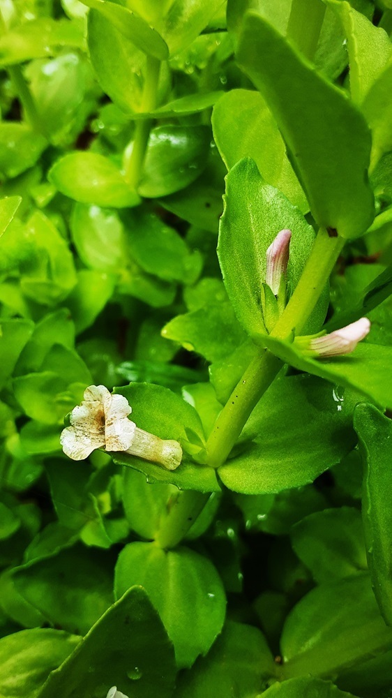 Austral Brooklime from Jenolan State Forest, NSW 2790, Australia on ...