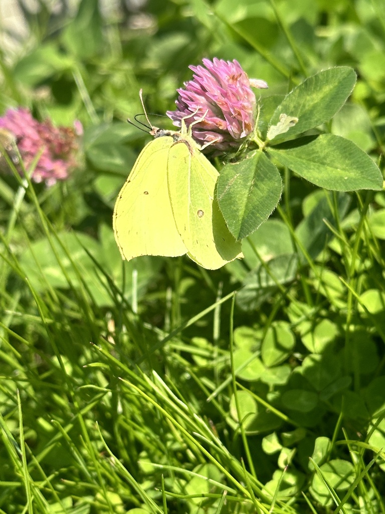 Common Brimstone from Муниципальный Район Советский, Ханты-Мансийский ...