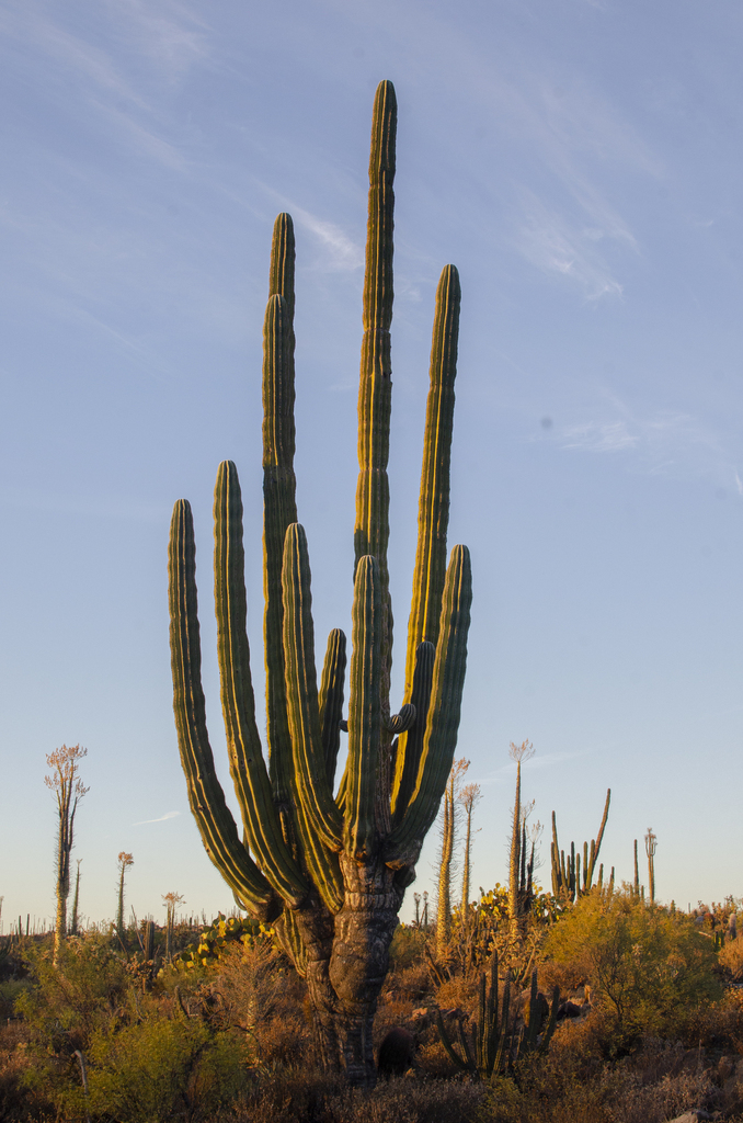 Mexican Giant Cactus from San Quintín, B.C., México on December 1, 2024 ...