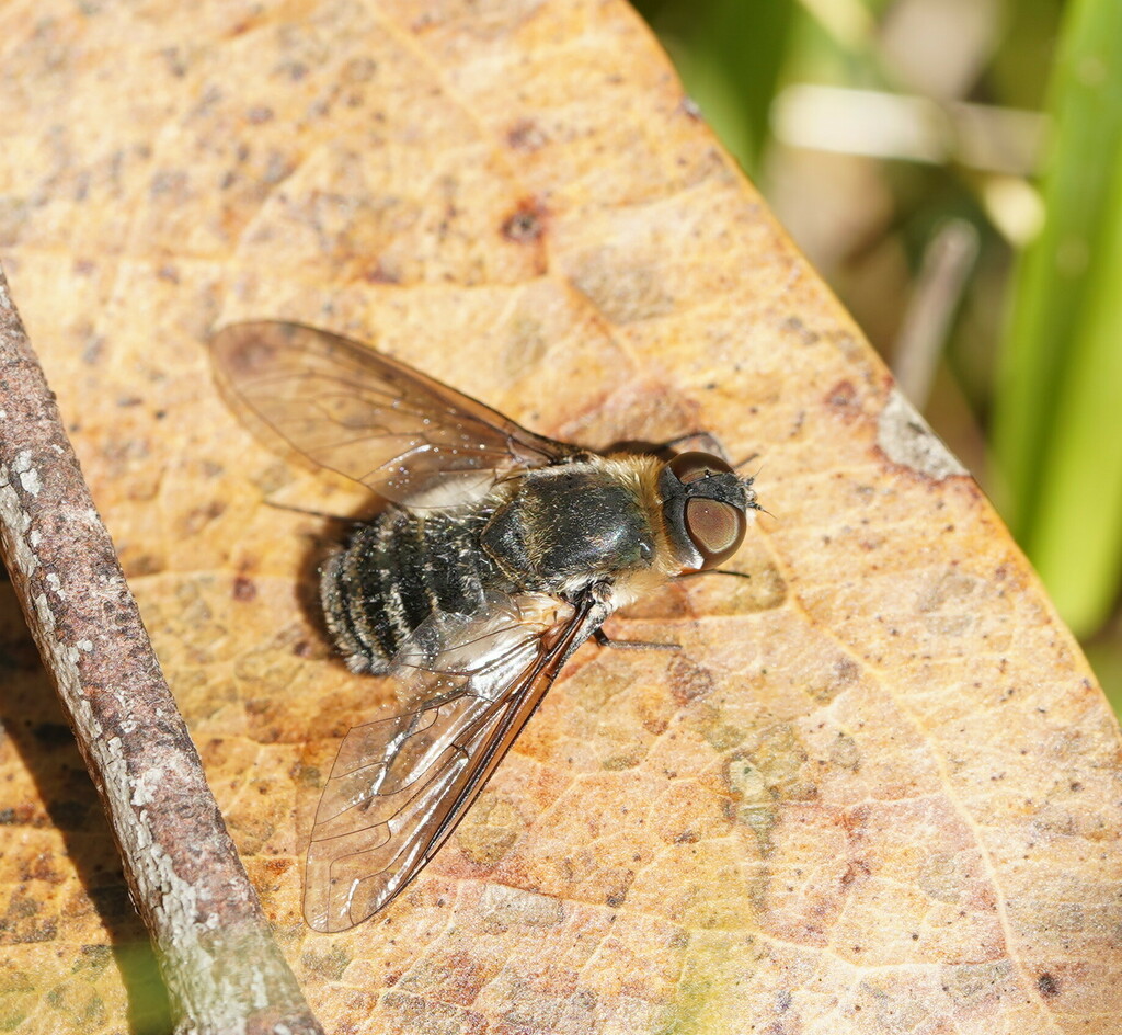banded bee flies from Melbourne VIC, Australia on December 02, 2024 at ...
