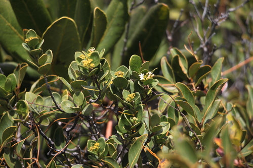 Gynochthodes neocaledonica · iNaturalist