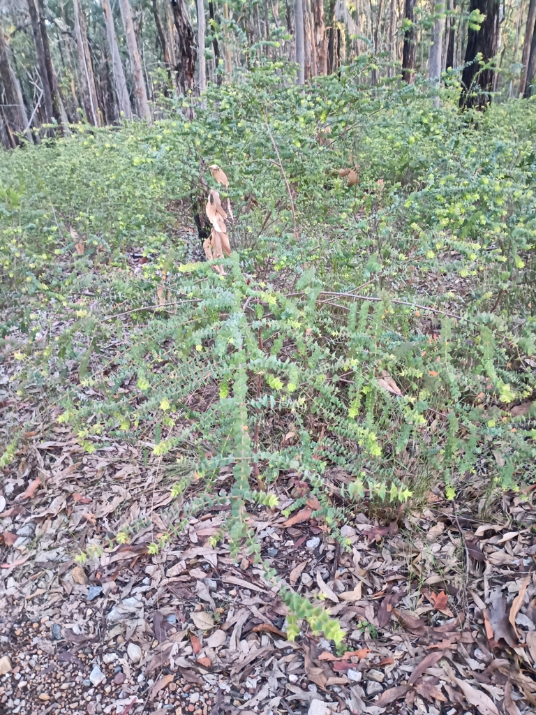 spiny bush-pea from Buccan QLD 4207, Australia on December 1, 2024 at ...