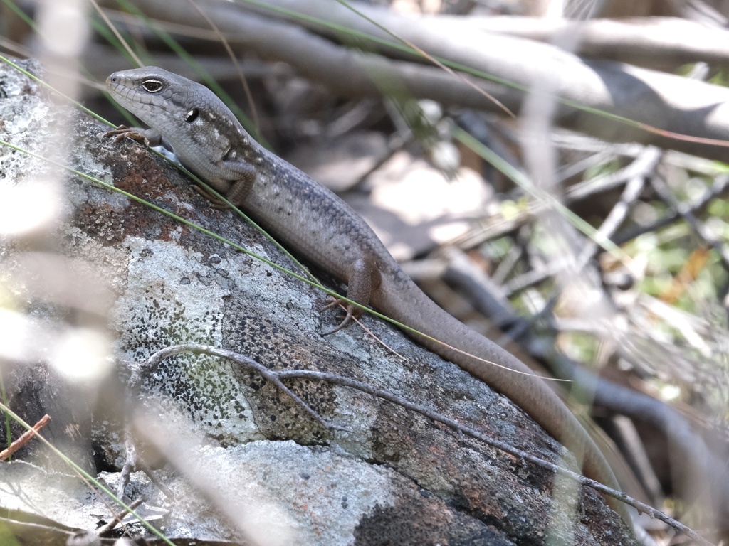 Montane Rock Skink in December 2024 by gggpellas · iNaturalist