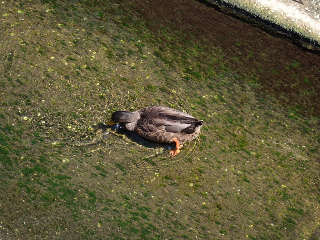 Mallard in August 2024 by saku_ · iNaturalist