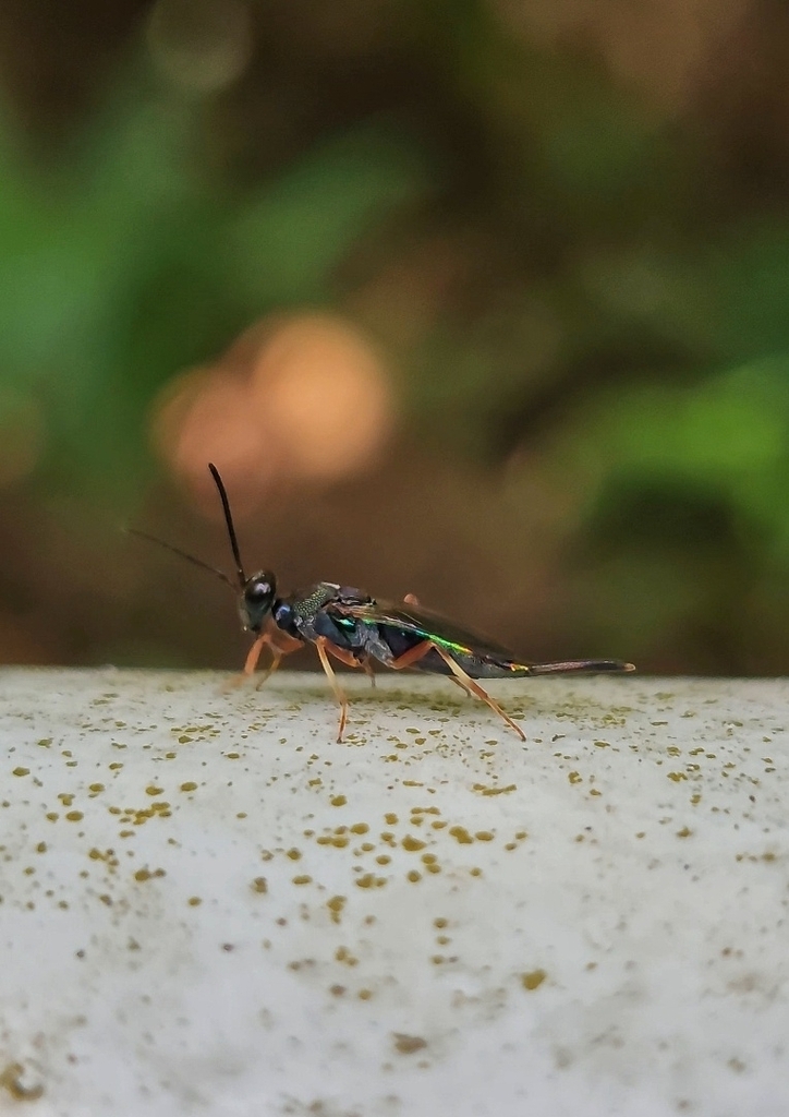 Balcha from Lo Wai on December 05, 2024 at 01:22 PM by Mike · iNaturalist