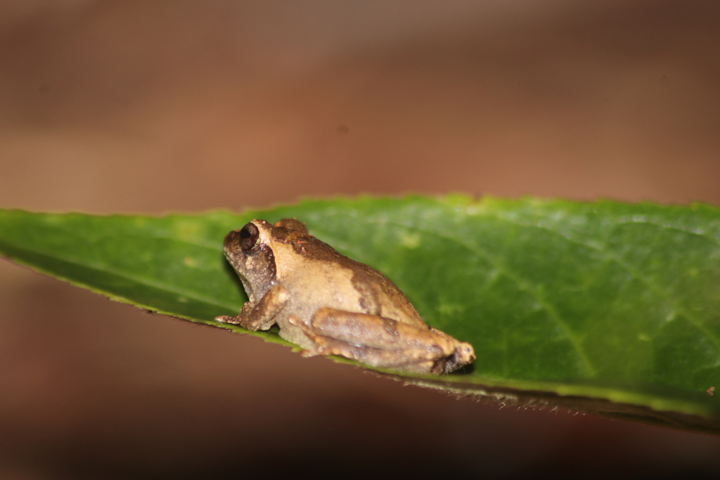 Jacobson's Bubble-nest Frog from ungaran on November 27, 2024 by Shinta ...