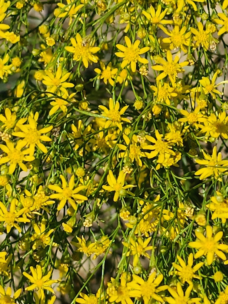 prairie broomweed from Breckenridge, TX 76424, USA on October 13, 2024 ...