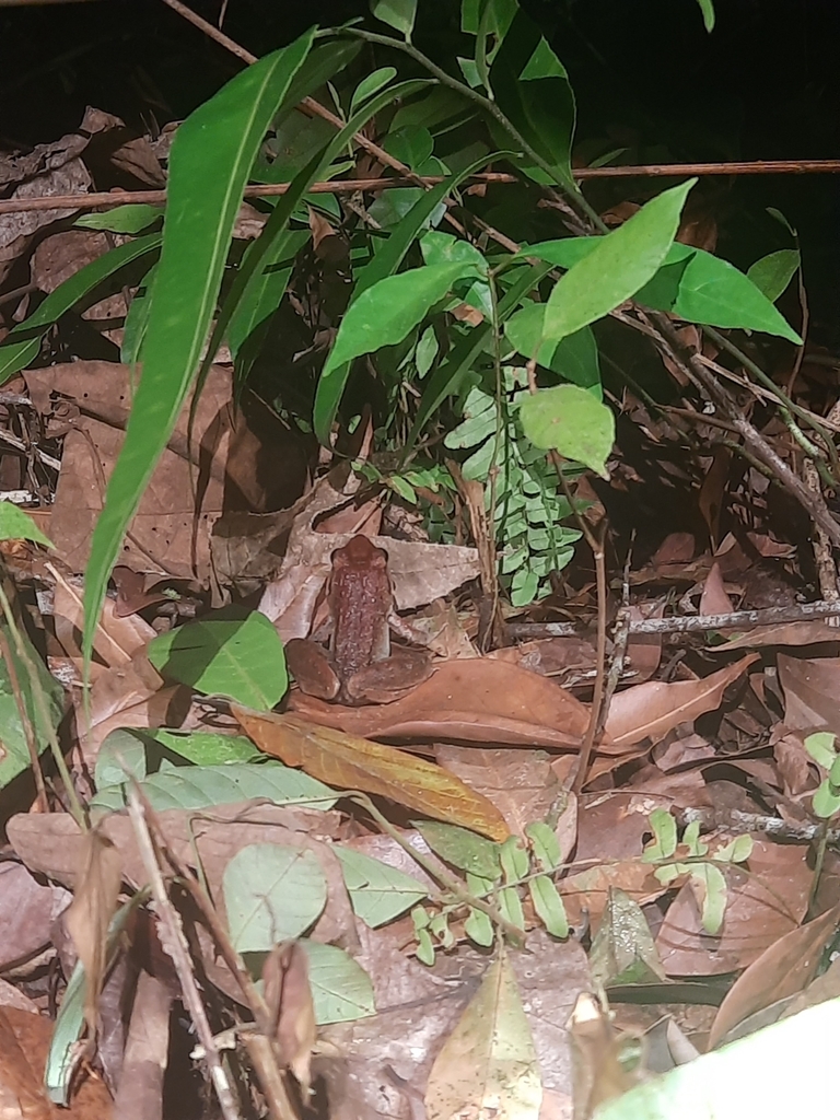 Lesser Swamp Frog in November 2024 by anisaseptiasari · iNaturalist