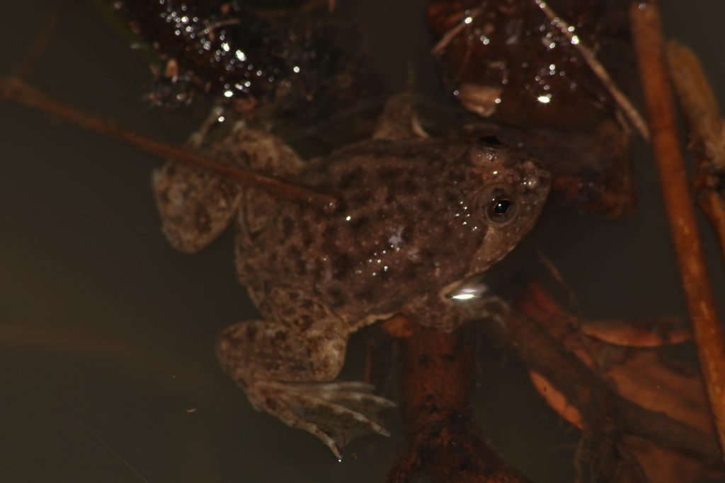 Green Puddle Frog from Kutoarjo on November 1, 2024 by Jasmine Augi ...