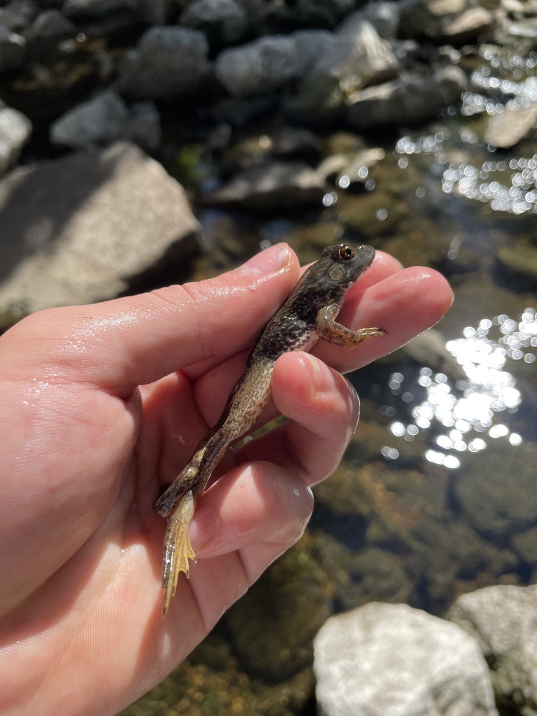 American Bullfrog from Riverside Dr, Tulsa, OK, US on September 25 ...