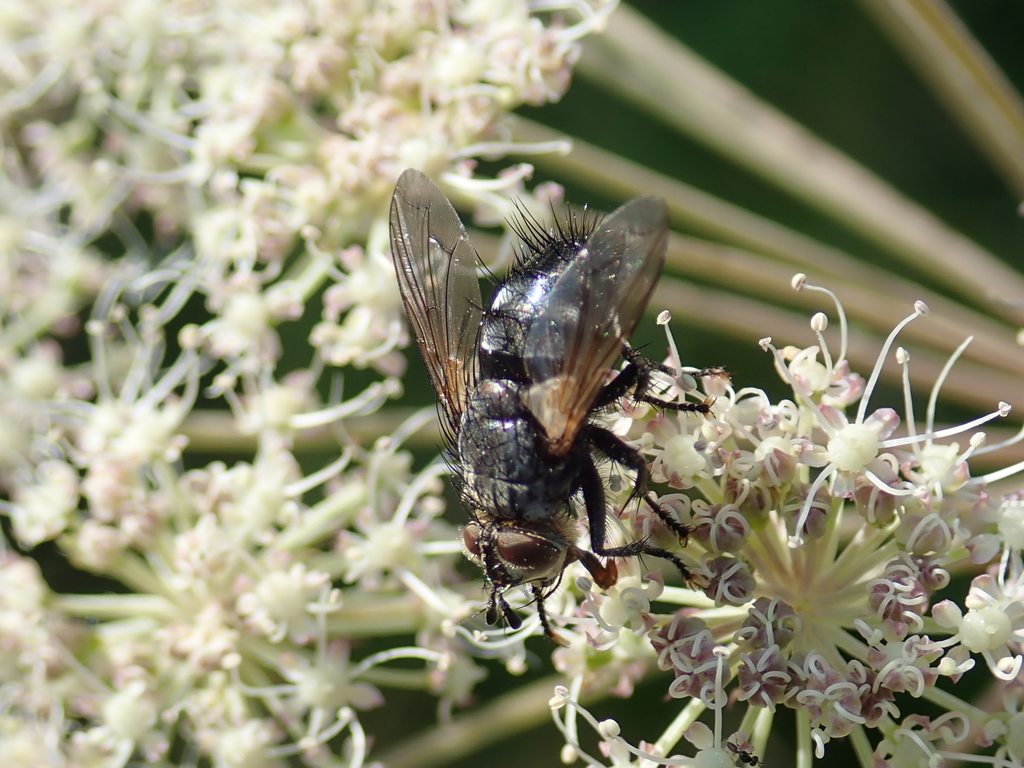 Eurithia anthophila from Красногорский р-н, Московская обл., Россия on ...