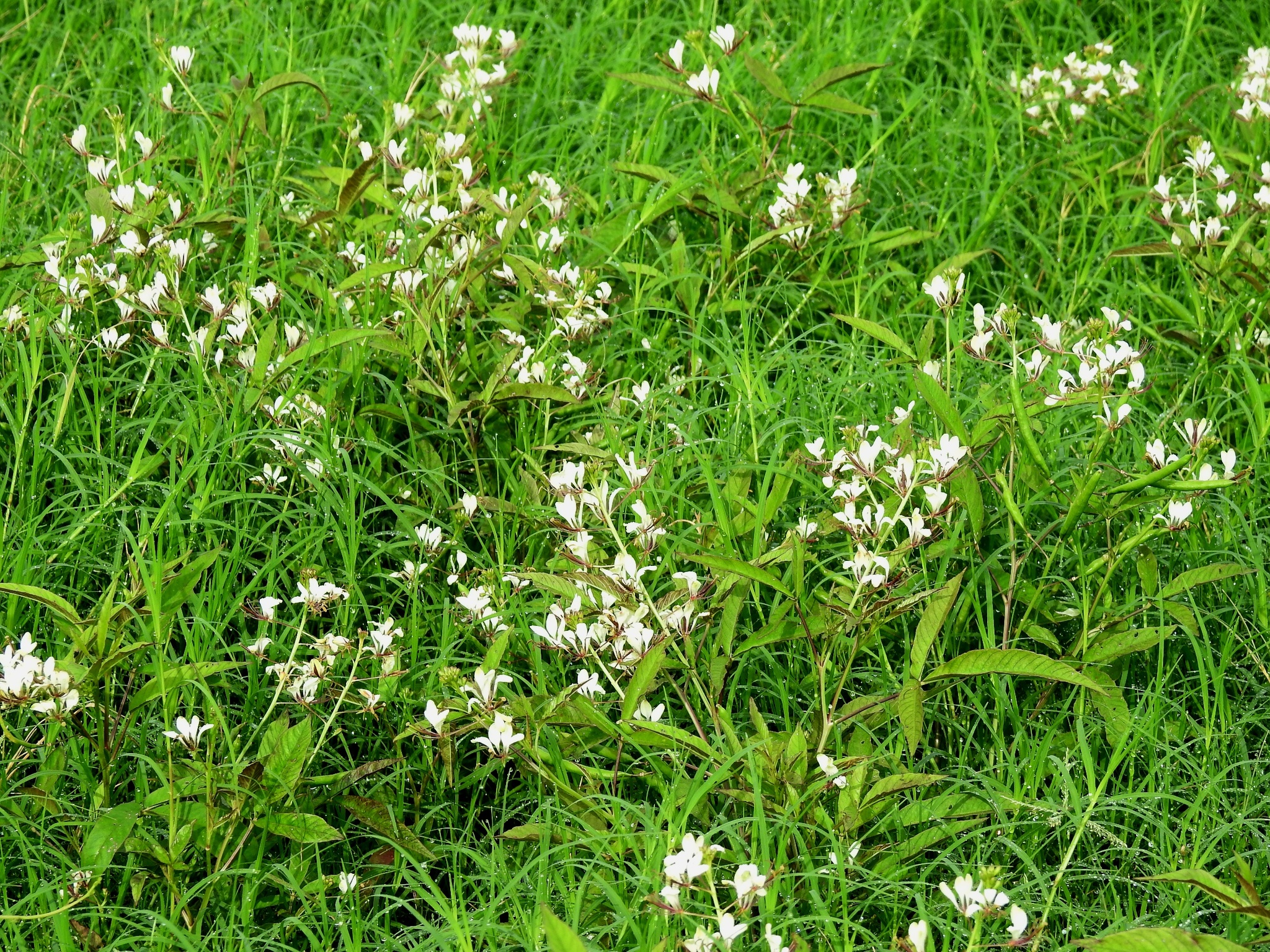 Cleoserrata serrata (Jacq.) Iltis