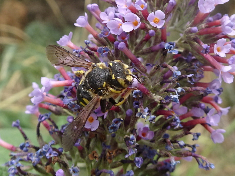Florentine Woolcarder Bee from Rhône, Rhône-Alpes, France on July 18 ...