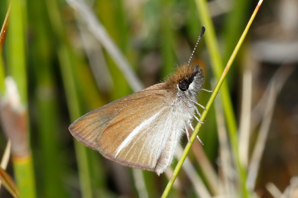 Uitenhage Sylph from Cape Winelands District Municipality, South Africa ...