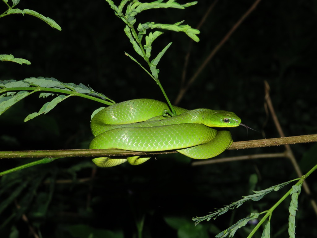 Chinese Green Snake from 台灣花蓮縣 on July 20, 2019 by abujudy · iNaturalist