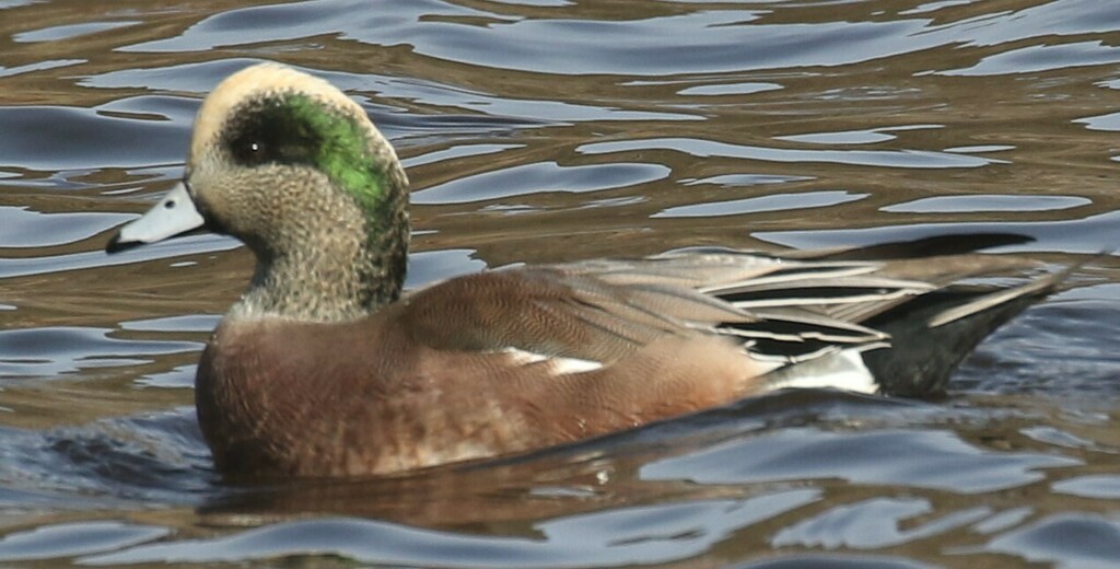 American Wigeon from Pajaro Dunes, CA 95076, USA on November 29, 2024 ...