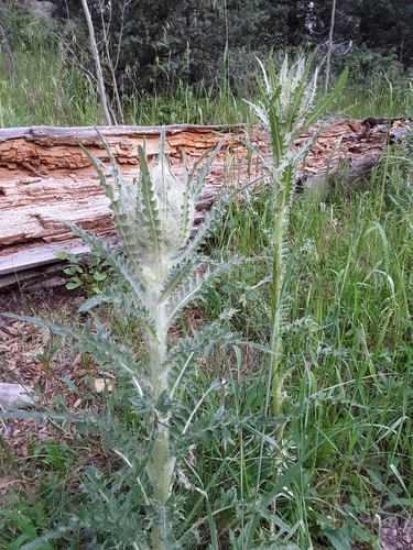 Colorado thistle (Cirsium coloradense) · iNaturalist