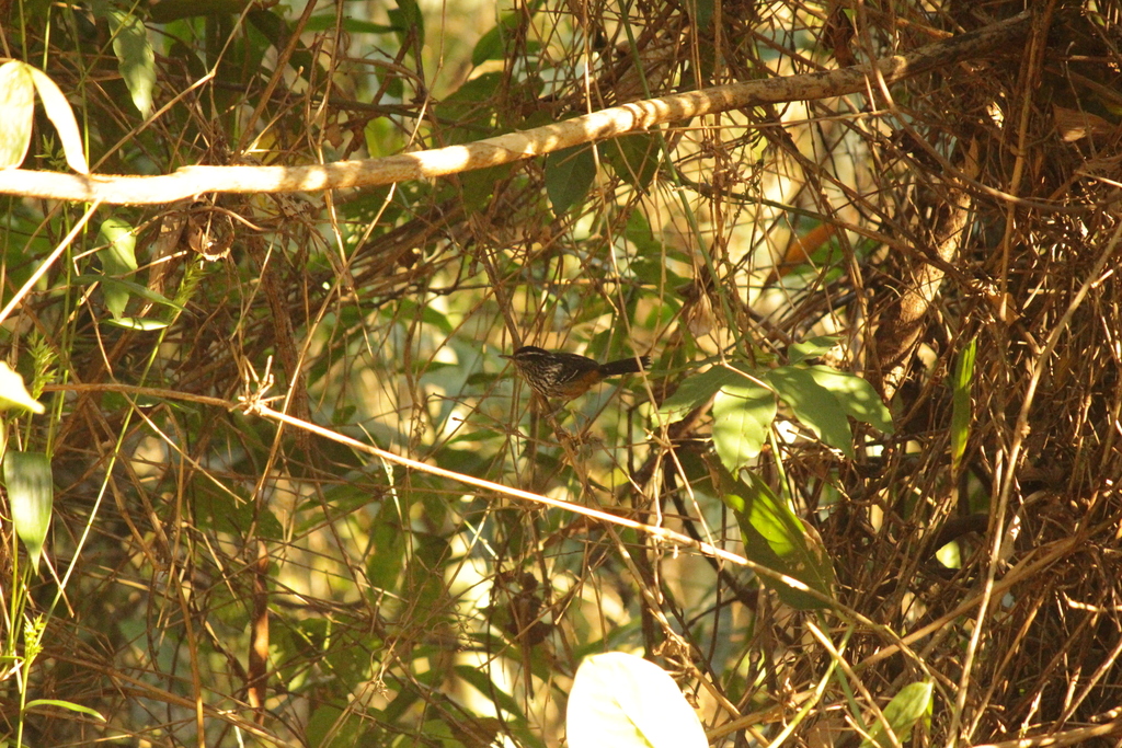 Ochre-rumped Antbird in September 2024 by Bruno Luka de Souza Bambirra ...