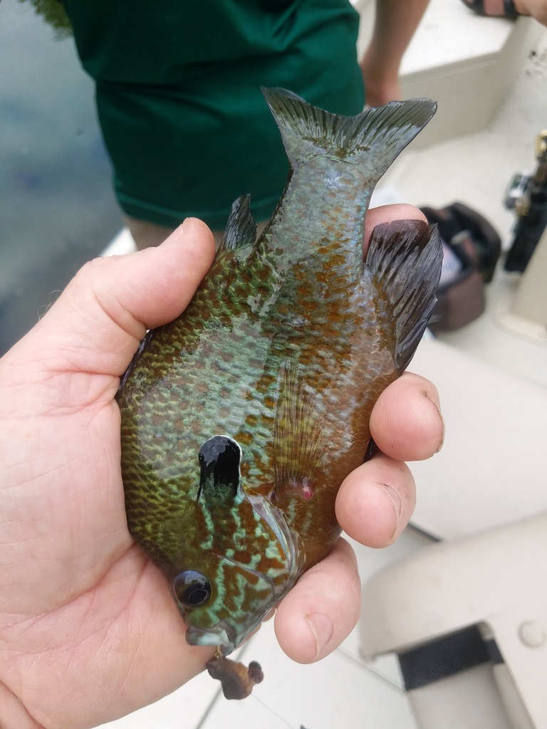 Plains Longear Sunfish × Bluegill from Walker County, TX, USA on July ...