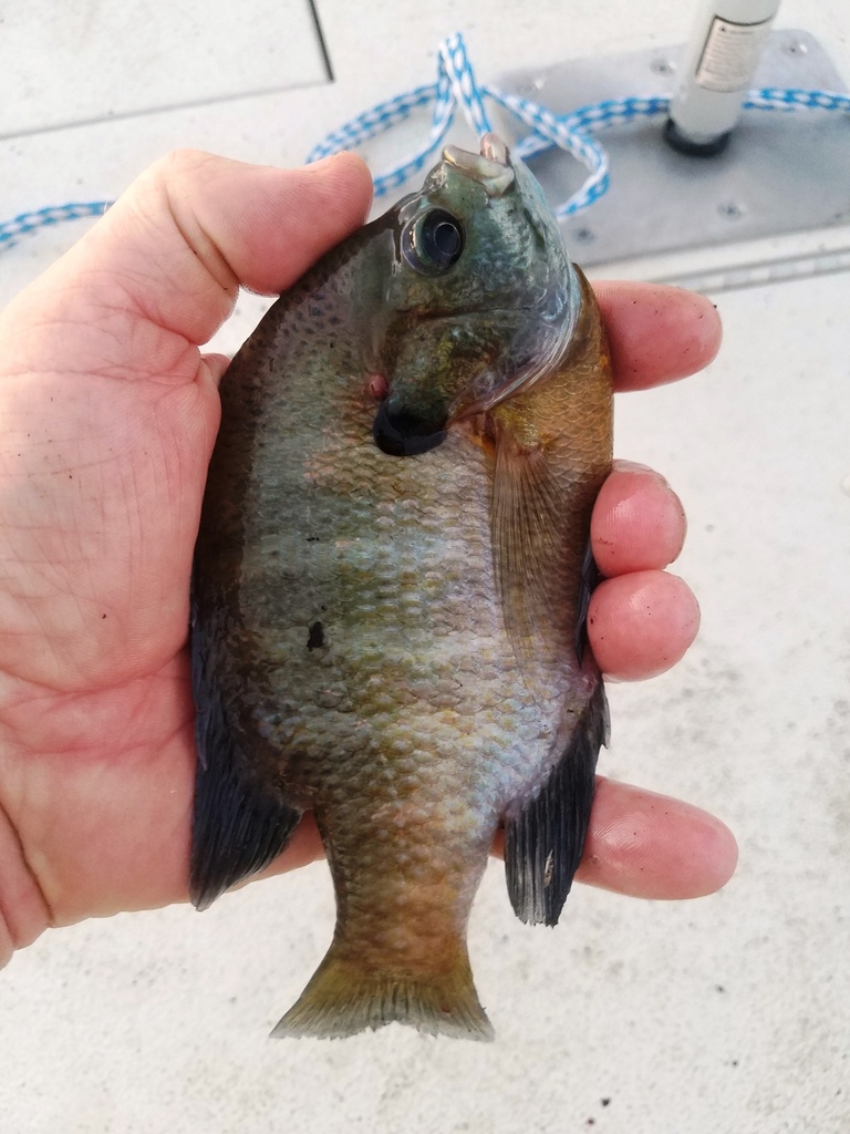 Bluegill from Walker County, TX, USA on July 14, 2019 at 08:28 PM by ...