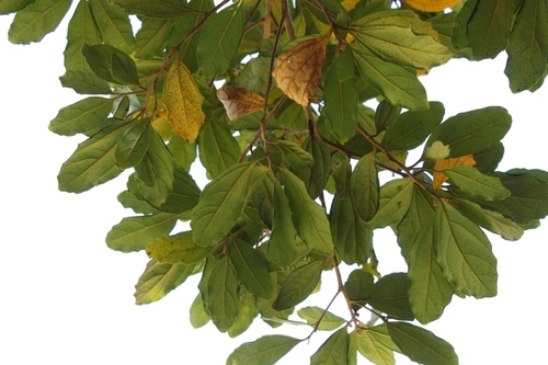 Bastard Stinkwood (Cryptocarya latifolia) · iNaturalist