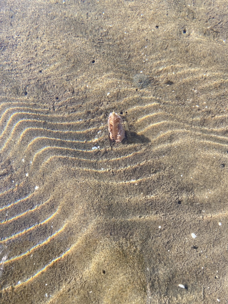 Animals from Moreton Bay, Sandgate, QLD, AU on December 06, 2024 at 07: ...