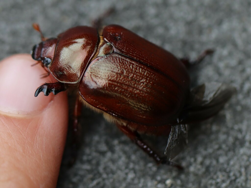 Scarabs in December 2024 by Nature_Lover. Alive but injured. Unable to ...